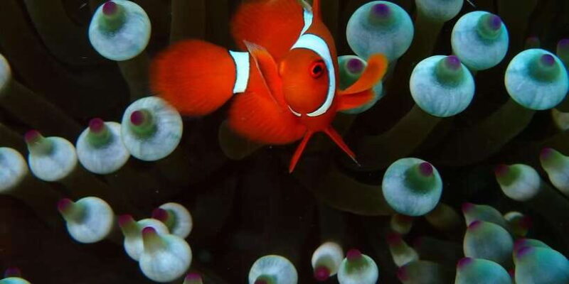 Bali: Tulamben USAT Liberty Wreck Scuba Diving - Authentic Experiences and Reviews