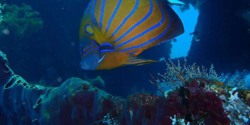 Bali: Tulamben USAT Liberty Wreck Scuba Diving - The Value for Your Money