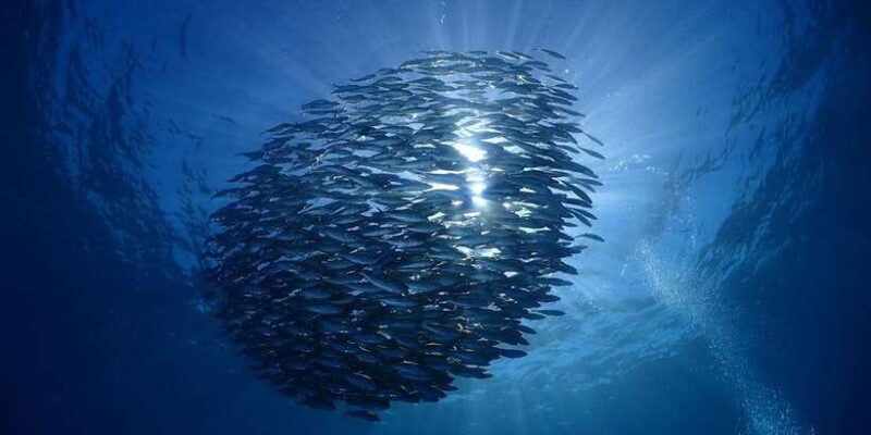 Bali: Tulamben USAT Liberty Wreck Scuba Diving - Who Should Consider This Tour?