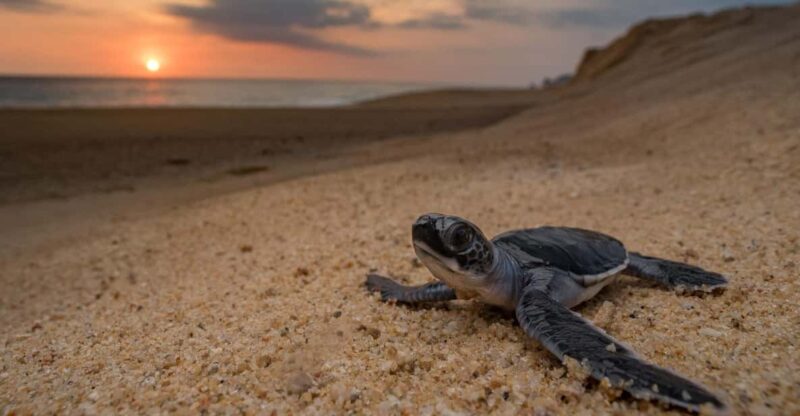 Bali: Turtle Conservation and Education Tour & Local Market - Key Points