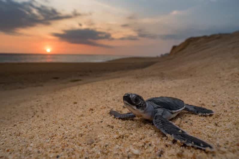 Bali: Turtle Conservation and Education Tour & Local Market - Who Is This Tour Best For?