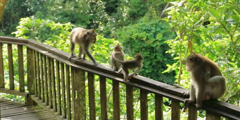 Bali: Ubud and Kintamani Viewpoint Opt. Swing & Buffet Lunch - What to Expect from this Bali Tour