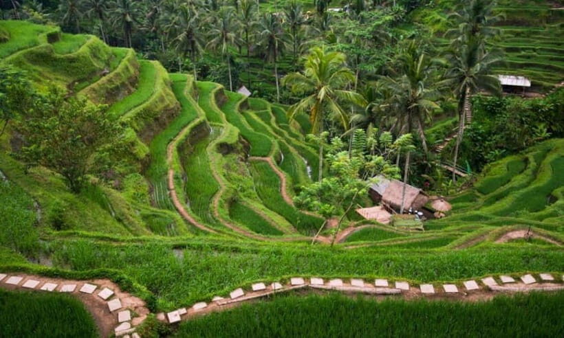 Bali: Ubud Customize Tour with Lunch & Coffee Tasting - What You Can Expect from the Tour