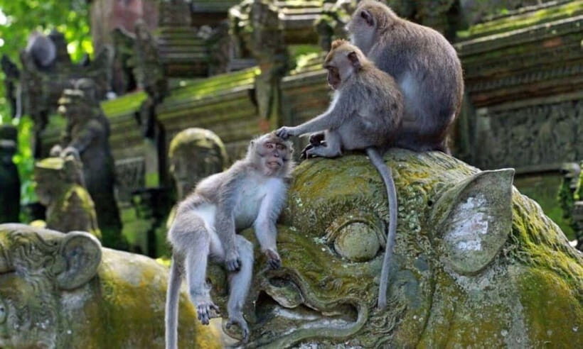 Bali: Ubud Customize Tour with Lunch & Coffee Tasting - Who Should Consider This Tour?