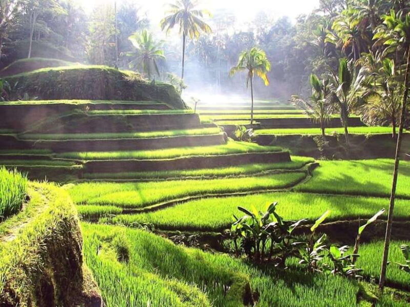 Bali: Ubud Day Tour with Swing and Zipline - Key Points