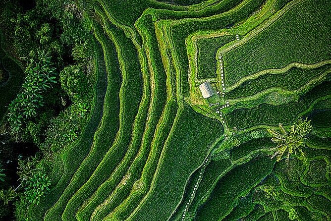 Bali: Ubud Highlights Tour with Private Guide and Transfers - Authentic Experiences and Practical Tips