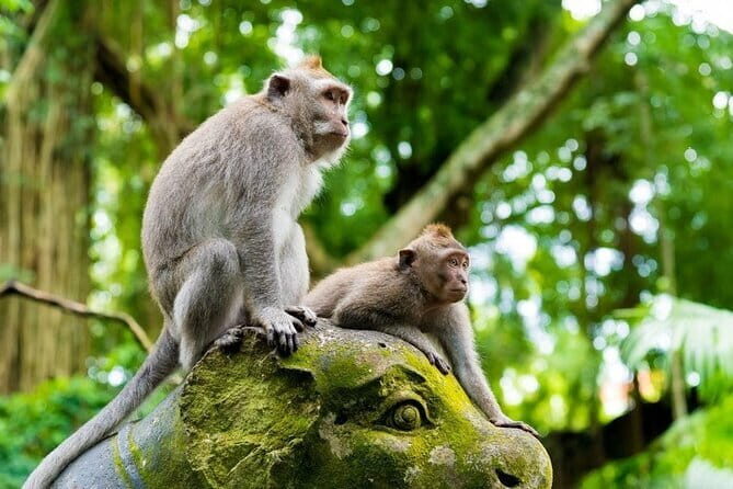 Bali Ubud Jungle Swing: Monkey Forest and Waterfall Private Tour - FAQs