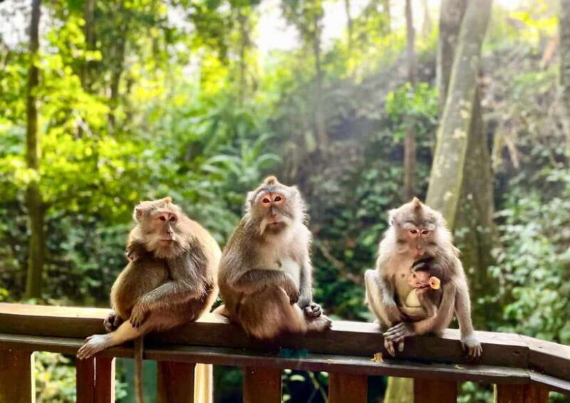 Bali/Ubud: Kanto Lampo Waterfall, Monkey Forest & Swing Tour - FAQ—Quick Practical Answers