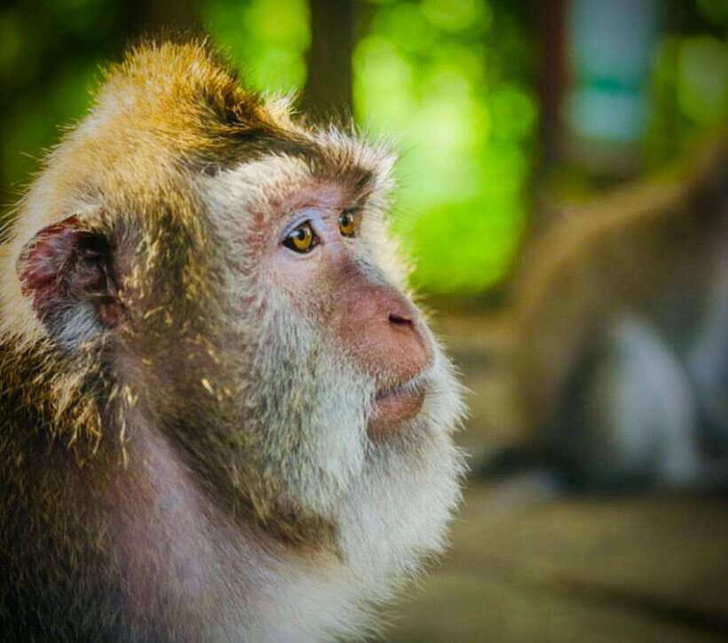 Bali: Ubud Monkey Forest, Coffee Plantation, and Market Tour - Key Points
