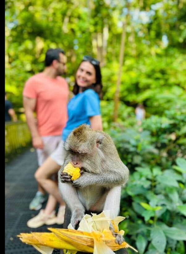 Bali: Ubud Monkey Forest, Coffee Plantation, and Market Tour - The Bottom Line