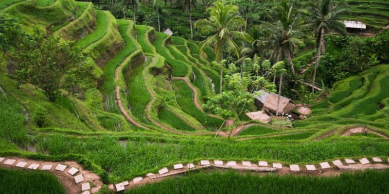 Bali: Ubud Monkey Forest Private Tour, Luxury Car - FAQs