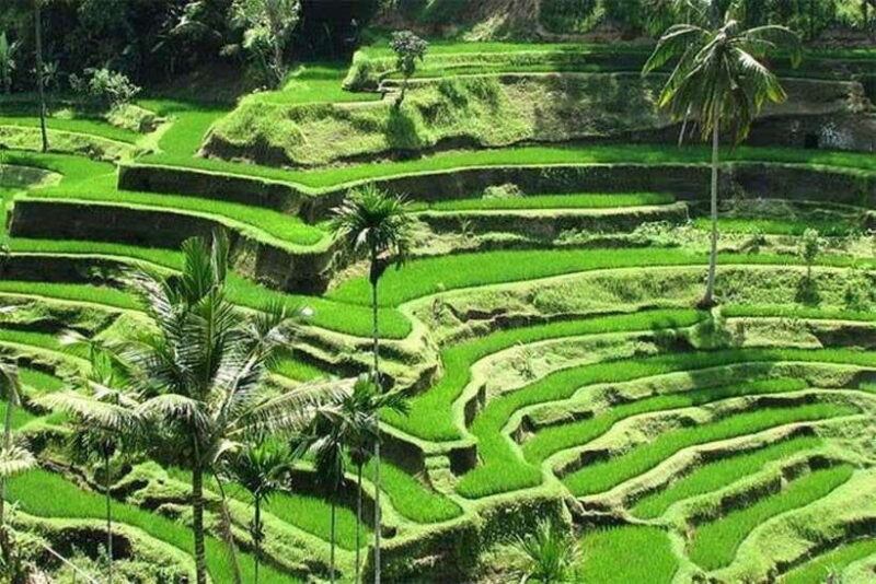 Bali: Ubud Monkey Forest, Waterfall, and Rice Terrace Tour - Authentic Experiences and Practical Insights