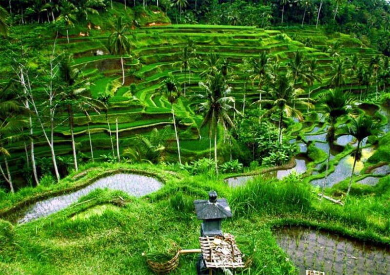Bali: Ubud Monkey Forest, Waterfall, and Rice Terrace Tour - FAQ