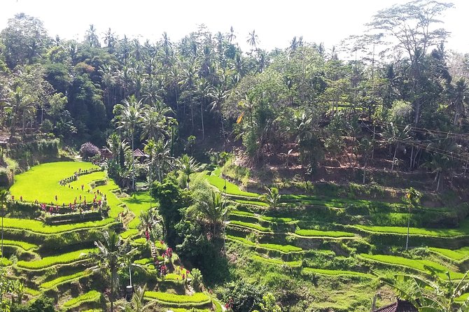 Bali Ubud Private Costomized Tour - Explore Bali your way - The Experience – What You Get for Your Money