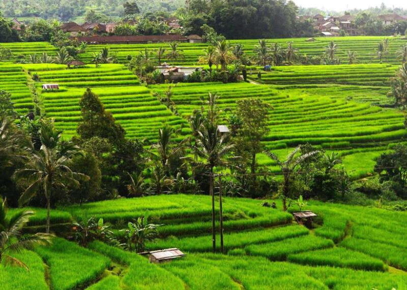 Bali: Ubud Private Tour with Waterfall - Forest - Rice field - Key Points