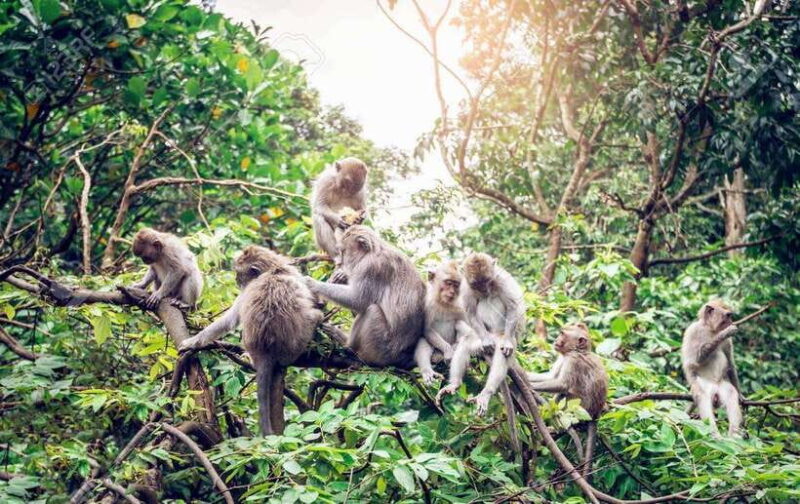 Bali: Ubud Private Tour with Waterfall - Forest - Rice field - The Iconic Tegallalang Rice Terrace