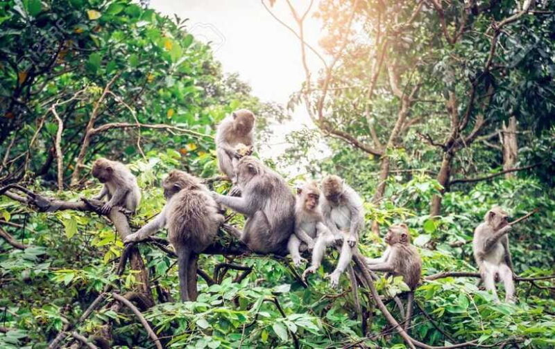 Bali: Ubud Private Tour with Waterfall - Forest - Rice field - Tegenungan Waterfall: Refreshing and Scenic