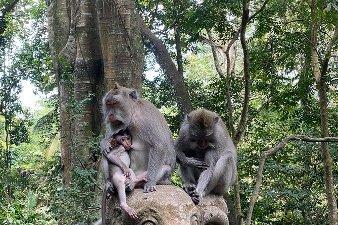 Bali : Ubud Private Tours - Sacred Monkey Forest Sanctuary