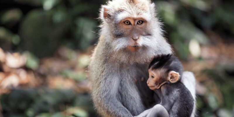 Bali: Ubud Rice Terraces, Monkey Forest & Waterfall Tour - Authentic Insights from Past Travelers