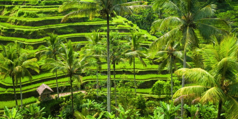 Bali: Ubud Rice Terraces, Monkey Forest & Waterfall Tour - The Sum Up