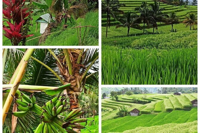 Bali Ubud Swing and Rafting Day Tour - Who Will Love This Tour?