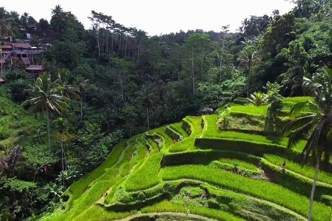 Bali Ubud Tour - Why Travelers Love This Tour