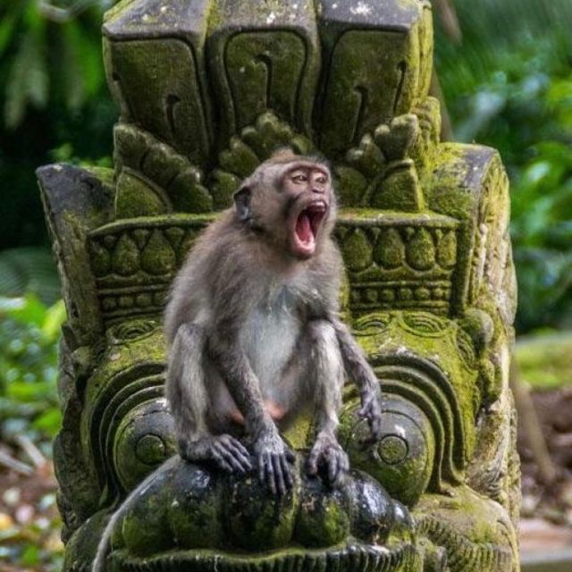 Bali Ubud Tour Best of Ubud Higlight with private Transfers - Sacred Monkey Forest: Playful and Natural
