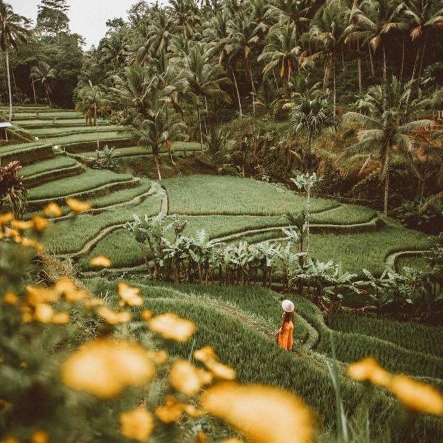 Bali Ubud Tour Best of Ubud Higlight with private Transfers - The Return: Comfortable and Convenient