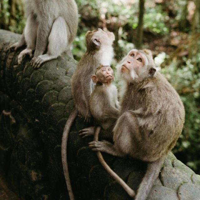 Bali Ubud Tour Best of Ubud Higlight with private Transfers - What Makes This Tour Stand Out