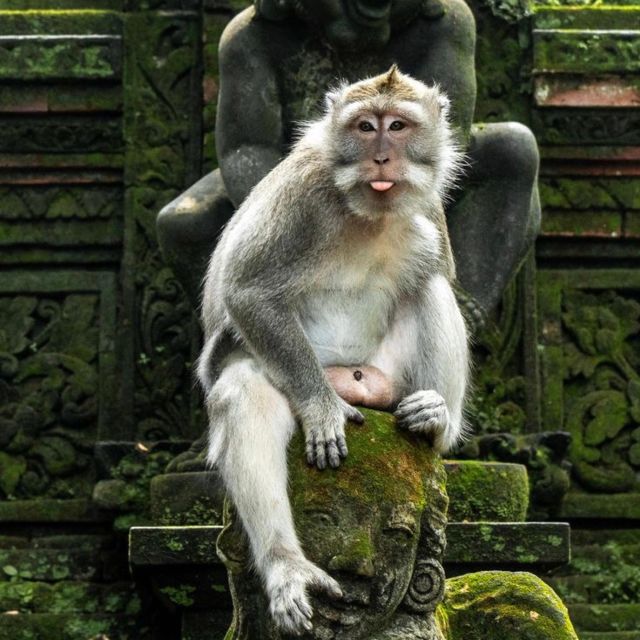 Bali Ubud Tour Best of Ubud Higlight with private Transfers - Potential Drawbacks