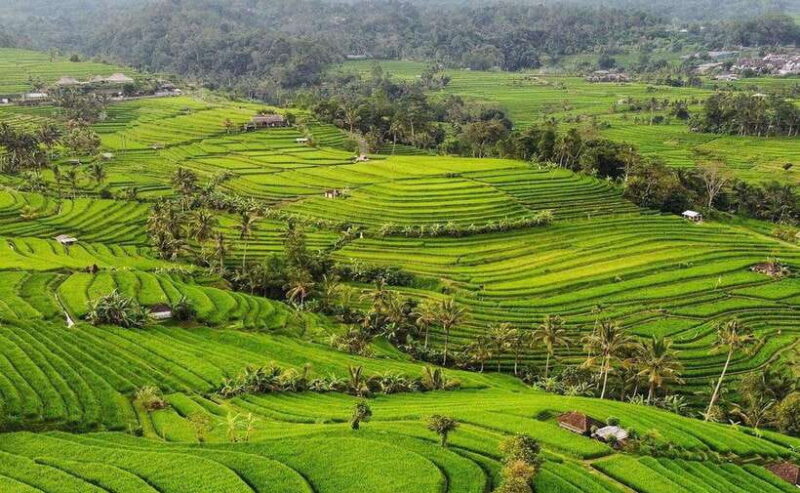 Bali : Ulun Danu Beratan Temple and UNESCO Rice Terrace Tour - Who Will Enjoy This Tour?