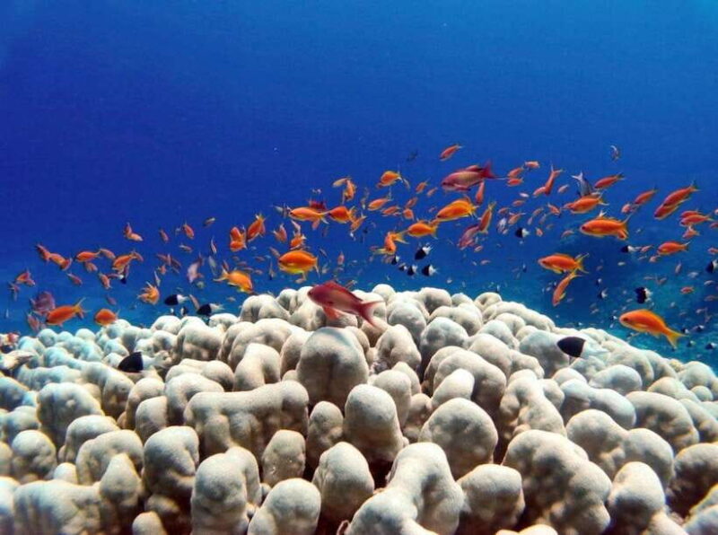 Bali: Underwater Sea Walk, Uluwatu Temple, and Kecak Dance - Who Would Love This Tour?