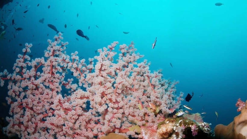 Bali: USAT Shipwreck Dive with Hotel Transfers & Lunch - A Deep Dive into the Itinerary