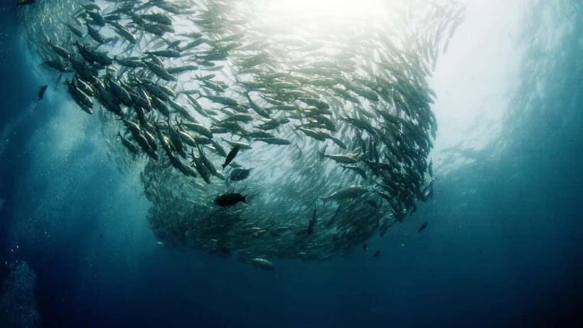 Bali: USAT Shipwreck Dive with Hotel Transfers & Lunch - Final Thoughts