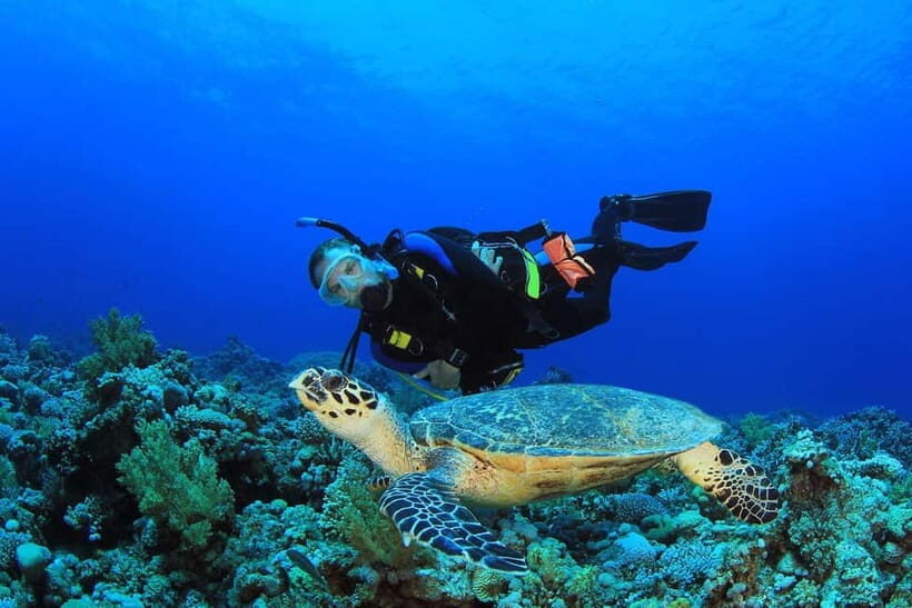 Bali Vip: Sea Walker Under Water Experience - What You Need to Know Before Booking