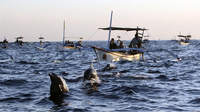 Bali Watching Dolphin at Lovina Beach - FAQs