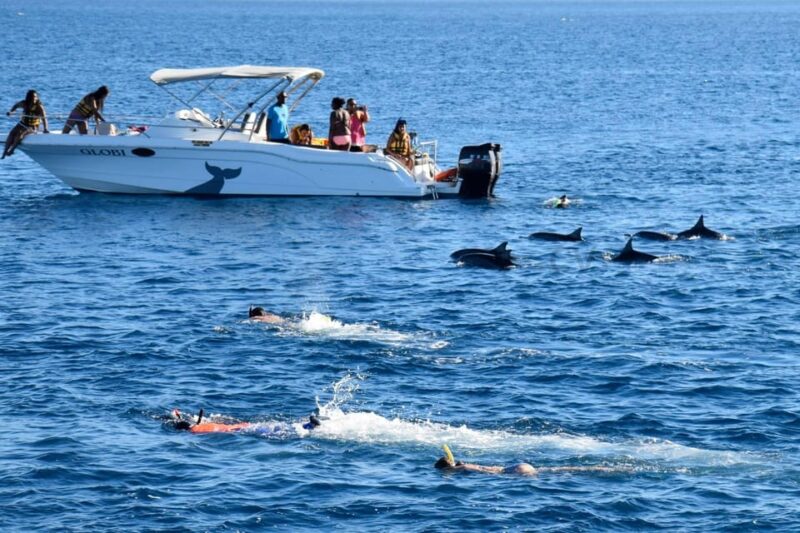Bali: Watching Dolphin, Swimming & Snorkeling Tour - Timing, Transportation, and Cost