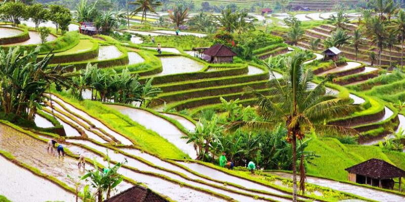 Bali: Water Temple, Waterfalls and Unesco Rice Terrace Tour - Frequently Asked Questions