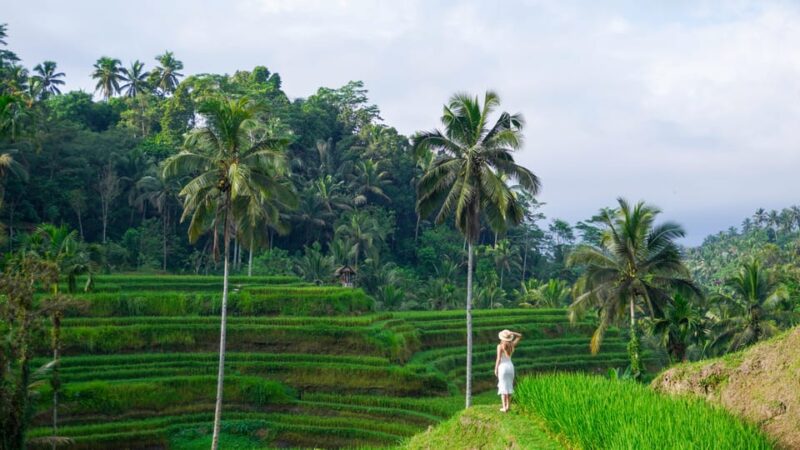Bali : Waterfalls, Rice Terrace & Swing With Photographer - Who Will Love This Tour?