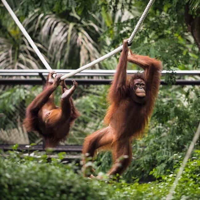 Bali Zoo: Guided Breakfast With Observing Orangutans - Authentic and Ethical Experiences