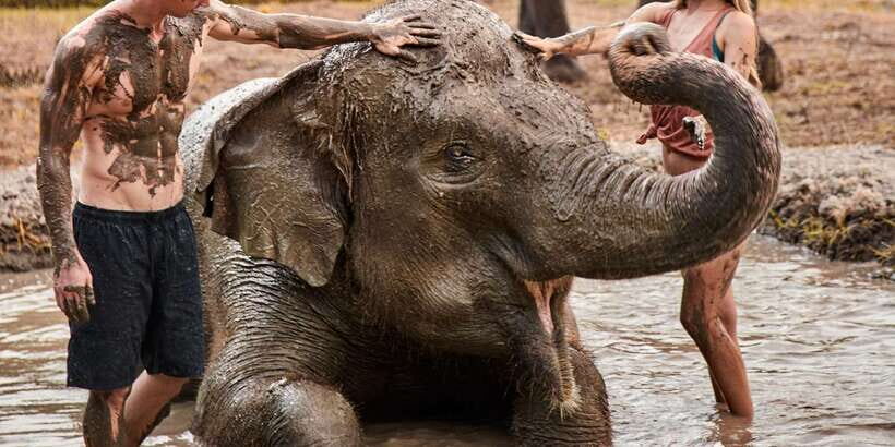 Bali Zoo: Guided Elephant Care Experience with Mud Bath - The Sum Up