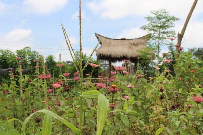 Balinese Cooking Class at Organic Farm - Who Will Love This Experience