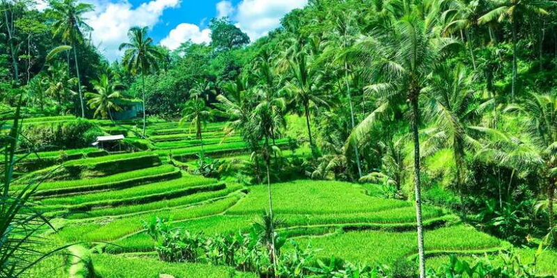 Balinese Purification Ritual and Local Healer Visit - A Detailed Look at the Experience