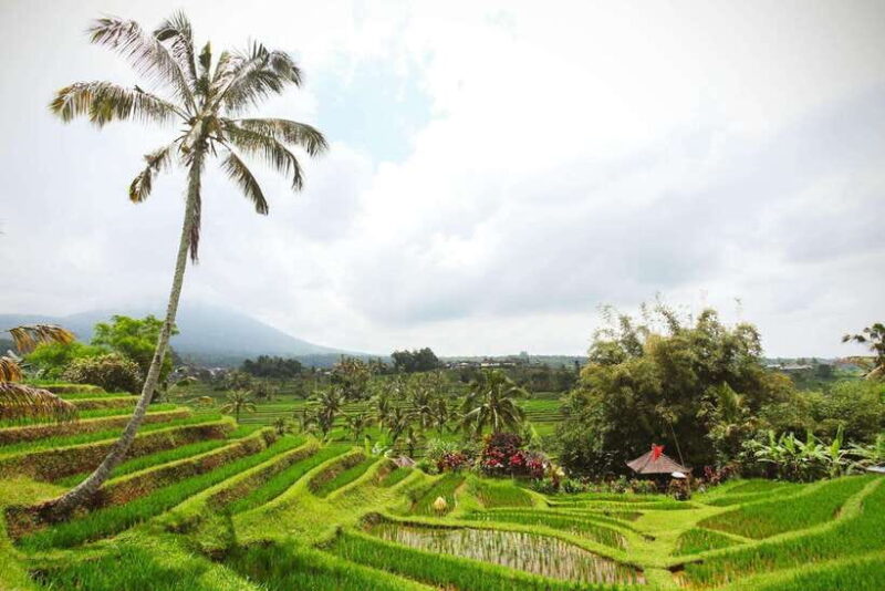 Balis Iconic Waterfalls, Rice Terraces & Sunset at La Brisa - Who Would Enjoy This Tour?