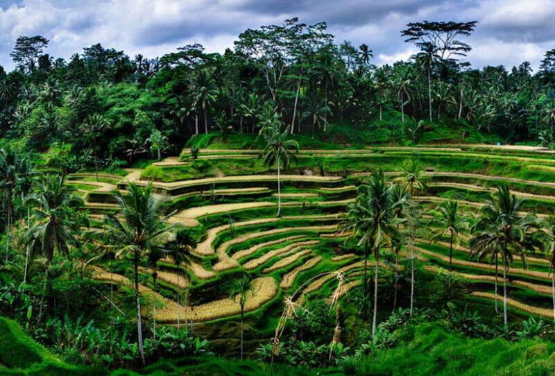 Bali:Tirta Empul, Kanto Waterfall & Rice Terrace local guide - In The Sum Up: Is This Tour Right for You?