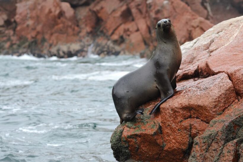 Ballestas-Huacachina oasis and overflight in Nasca from Lima - FAQ
