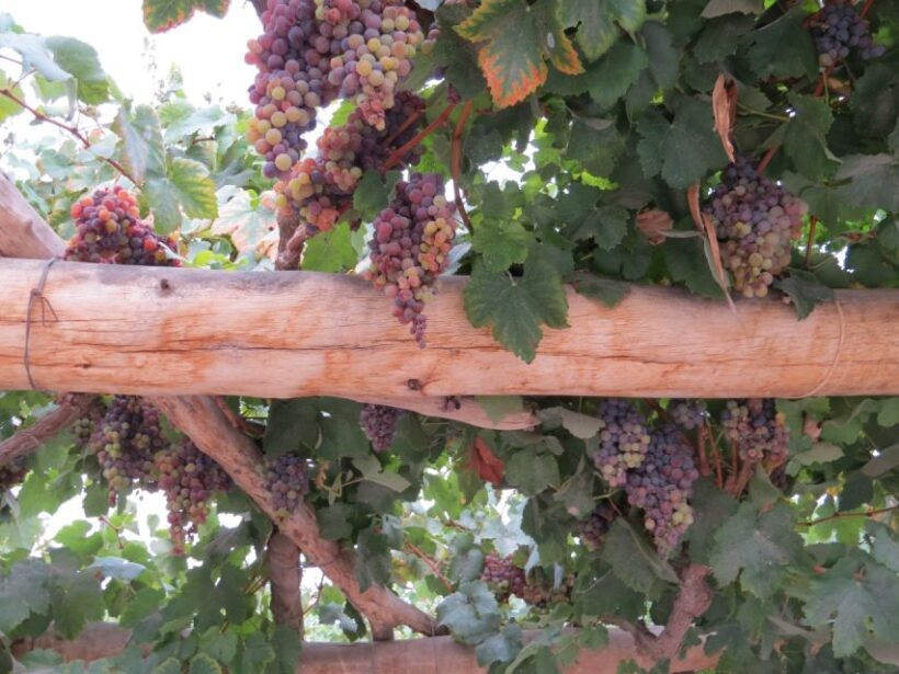 Ballestas Islands and Huacachina Oasis Half-Day Tour - Key Points