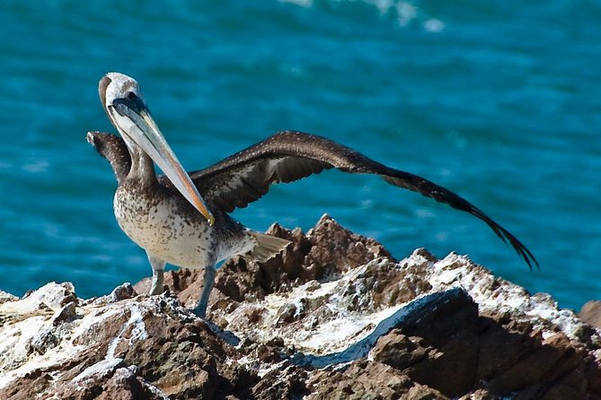 Ballestas Islands Group Tour From Paracas - Highlights of the Ballestas Islands