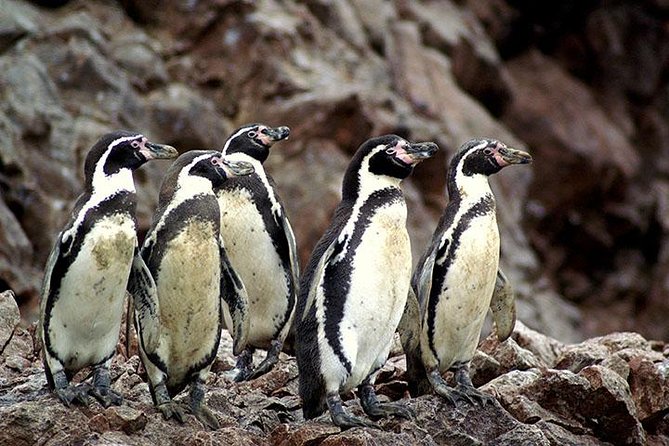 Ballestas Islands Group Tour From San Martin Port - Wildlife and Attractions