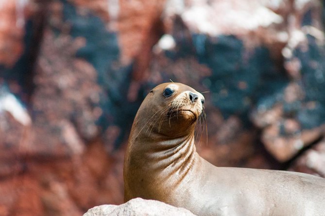 Ballestas Islands Group Tour From San Martin Port - Navigating the Sea Caves